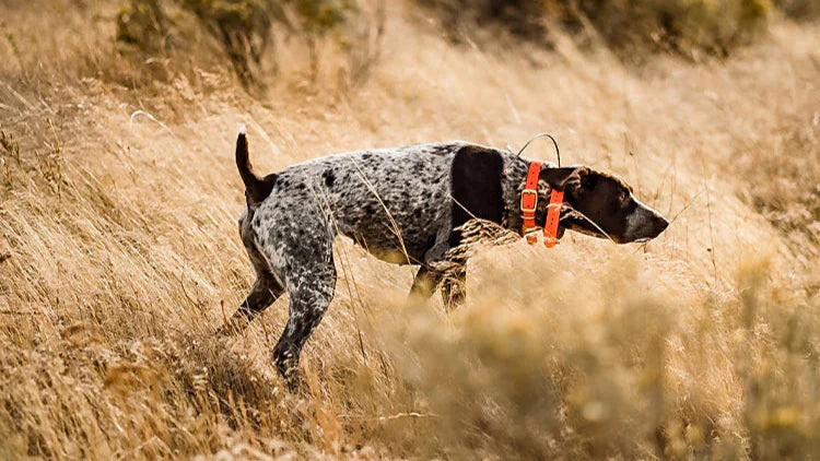 GPS Tracking Collar – Dogtra