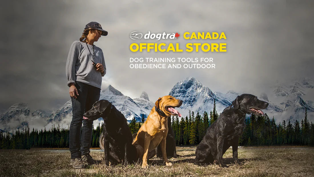 Quick Start Guide – Dogtra